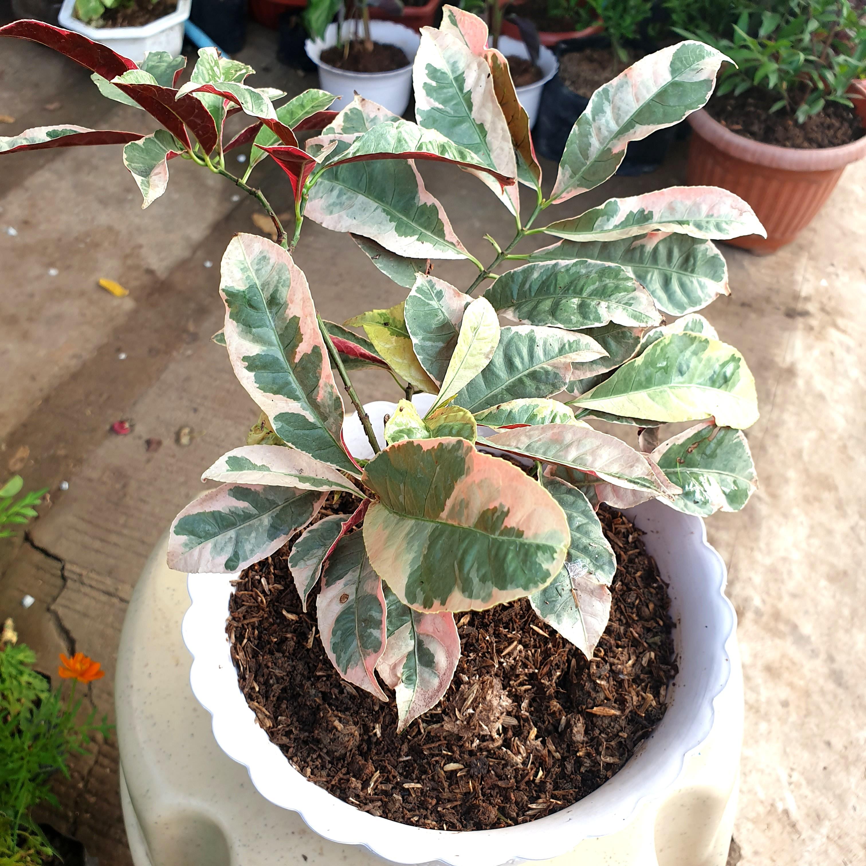 Picara Variegated Plant (Chinese Croton) w/ pot, Furniture & Home ...