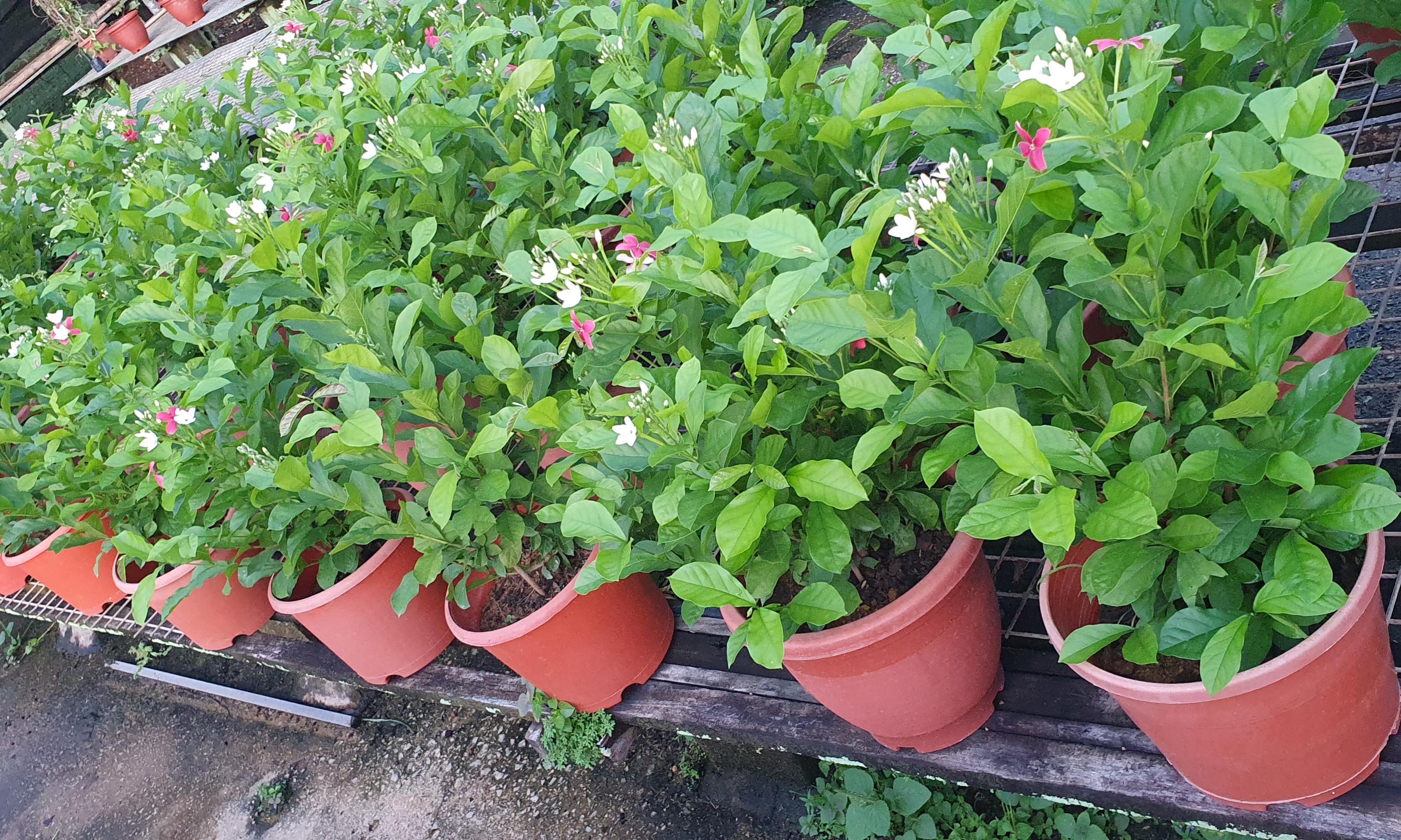 Flowering Plant - Quisqualis Conferta Jack Exell, Vientiane Creeper ...