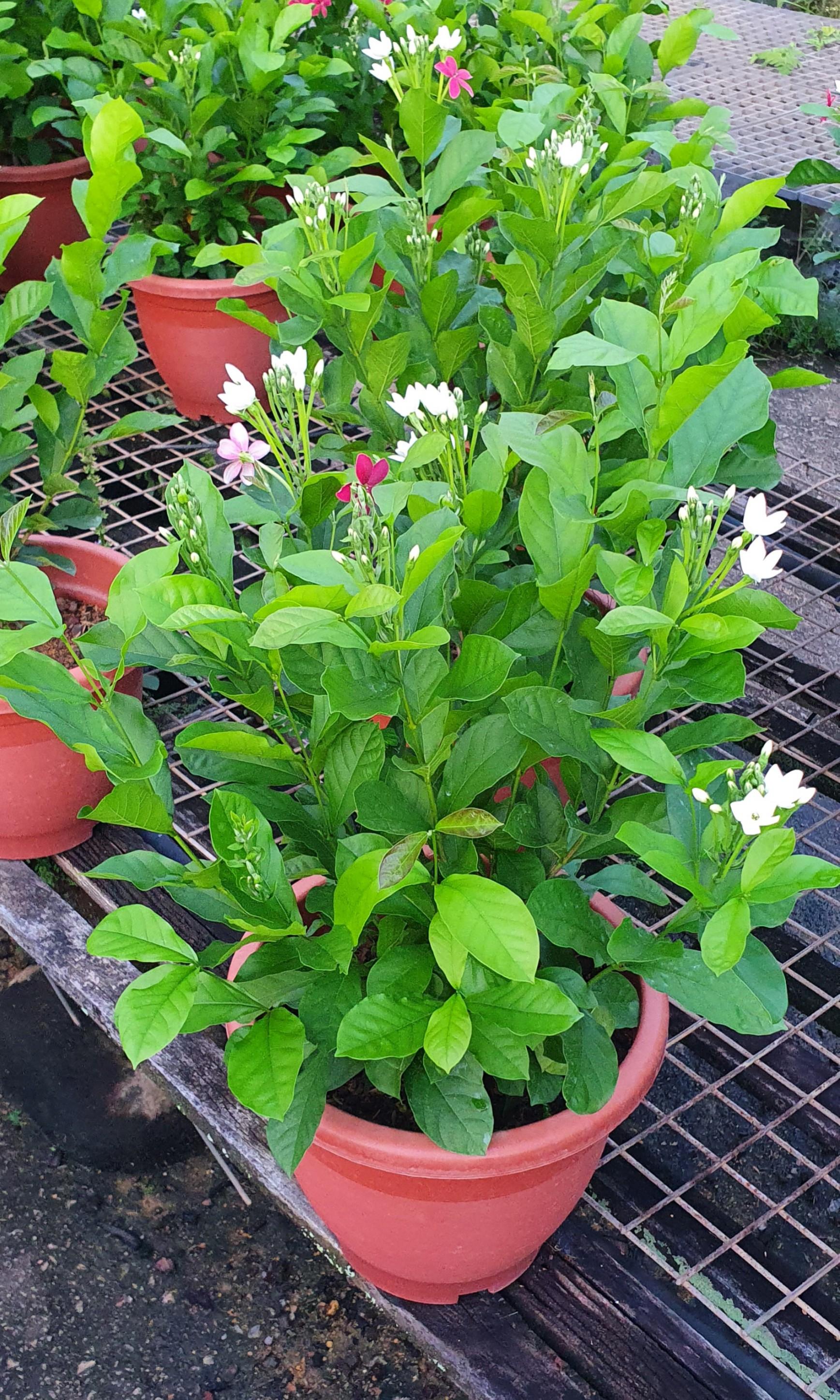 Flowering Plant - Quisqualis Conferta Jack Exell, Vientiane Creeper ...
