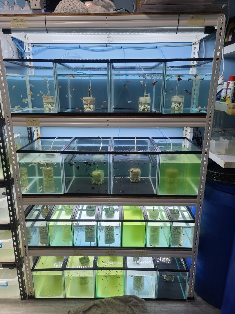 Fish tank rack, Pet Supplies, Homes & Other Pet Accessories on Carousell