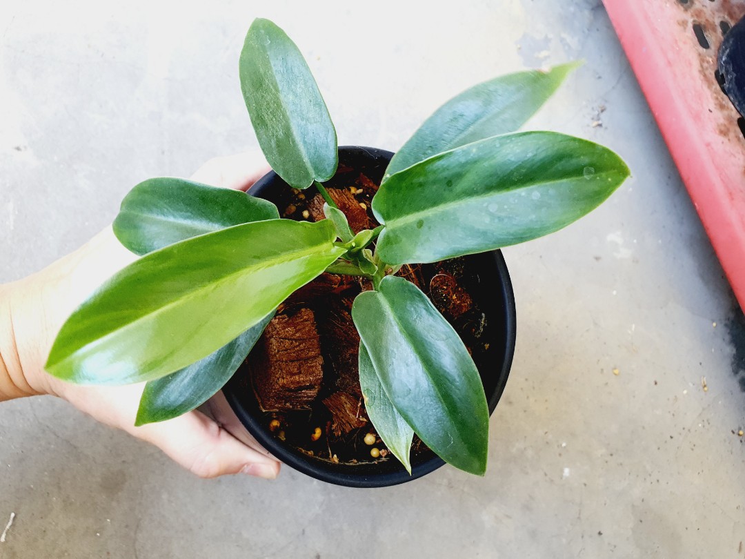 Philodendron jerry horne (Juvenile), Furniture & Home Living, Gardening ...