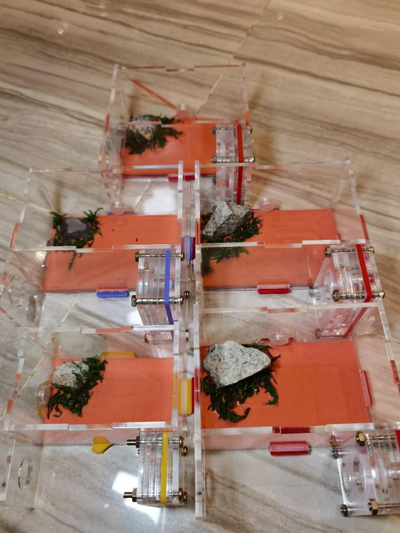 Test tube Formicarium, Ant Queen, Ant Colony, Pet Supplies, Homes ...