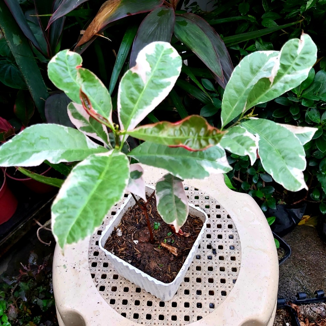 Picara Chinese Croton Variegated plant, Furniture & Home Living ...