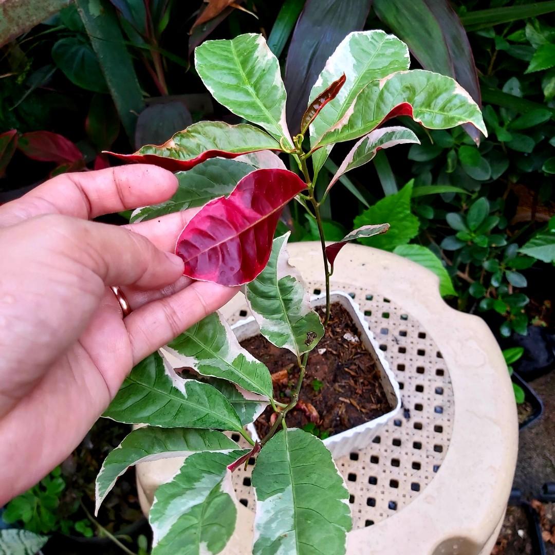 Picara Chinese Croton Variegated plant, Furniture & Home Living ...