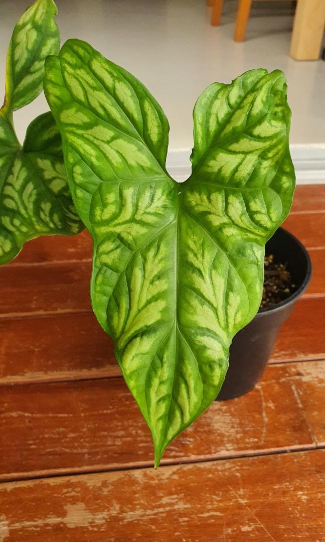 Cercestis mirabilis, Furniture & Home Living, Gardening, Plants & Seeds ...