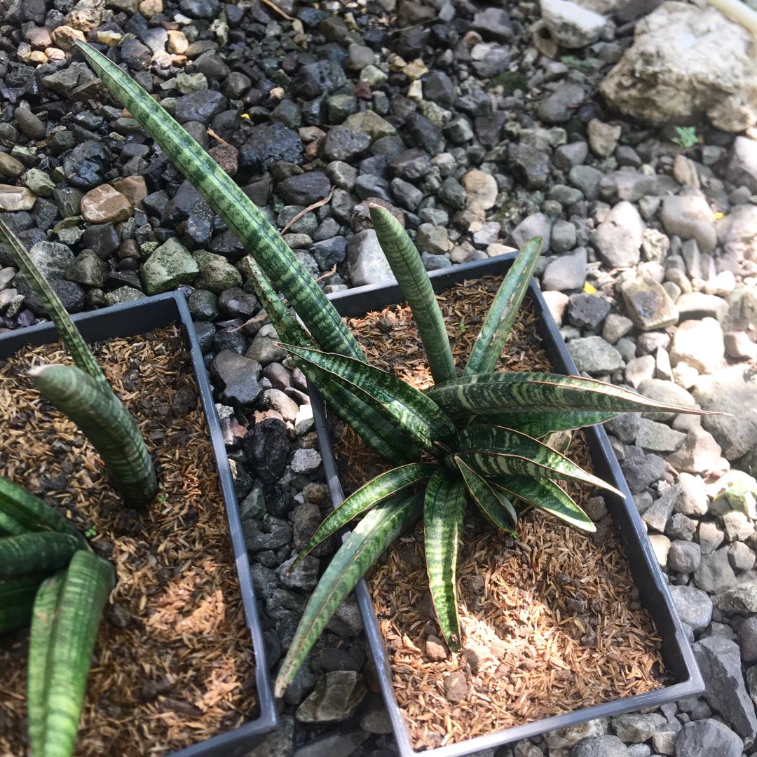 Sansevieria Cylindrica/Cylindrical Snake Plant, Furniture & Home Living ...