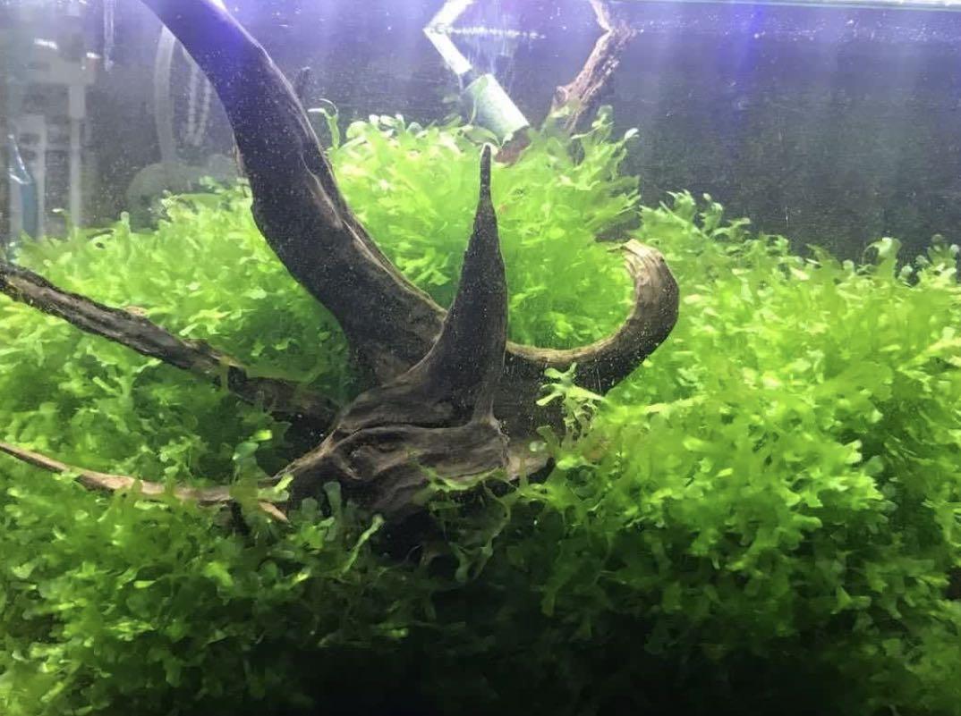 Subwassertang, Furniture & Home Living, Gardening, Plants & Seeds on ...