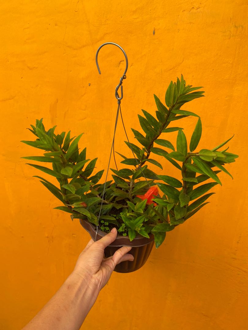 flying goldfish, Furniture & Home Living, Gardening, Plants & Seeds on ...