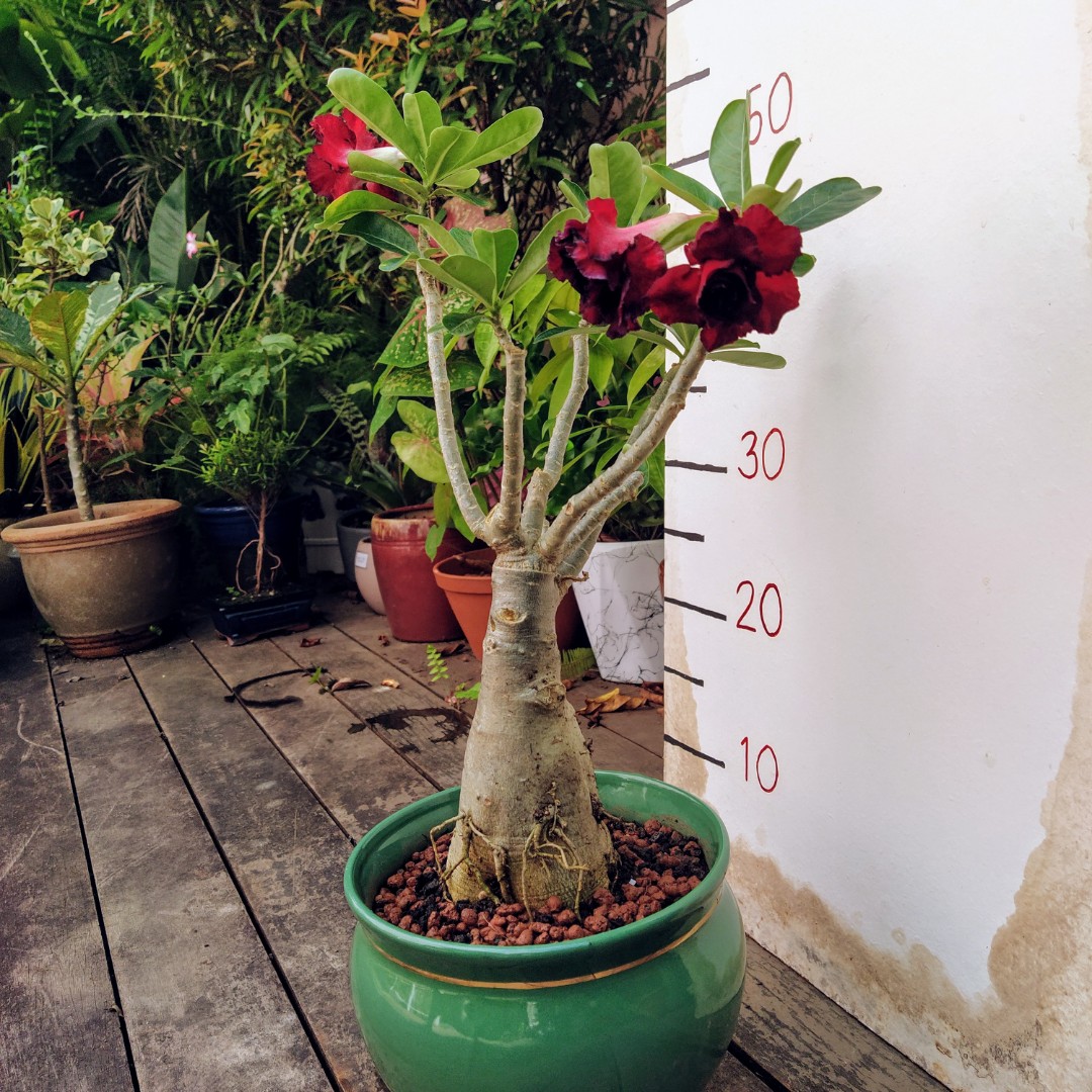 Adenium, Desert Rose, Furniture & Home Living, Gardening, Plants ...