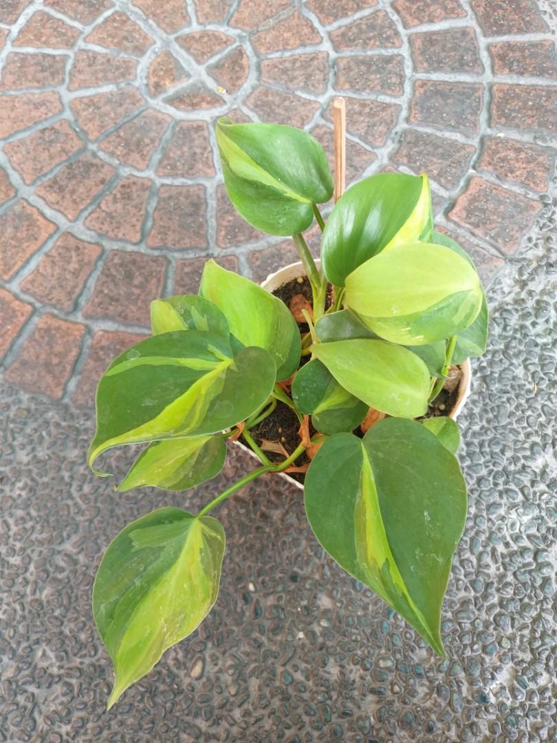 Brazilian pothos, Furniture & Home Living, Gardening, Plants & Seeds on ...