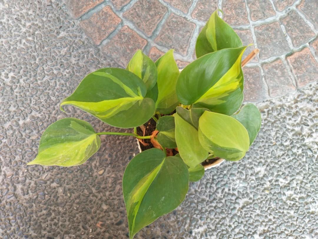 Brazilian pothos, Furniture & Home Living, Gardening, Plants & Seeds on ...