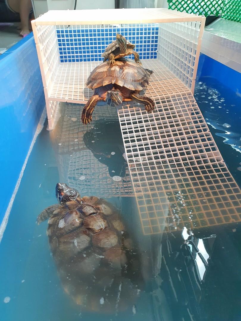 DIY Turtle Paradise Basking Platform Ramp with Artificial Grass ...