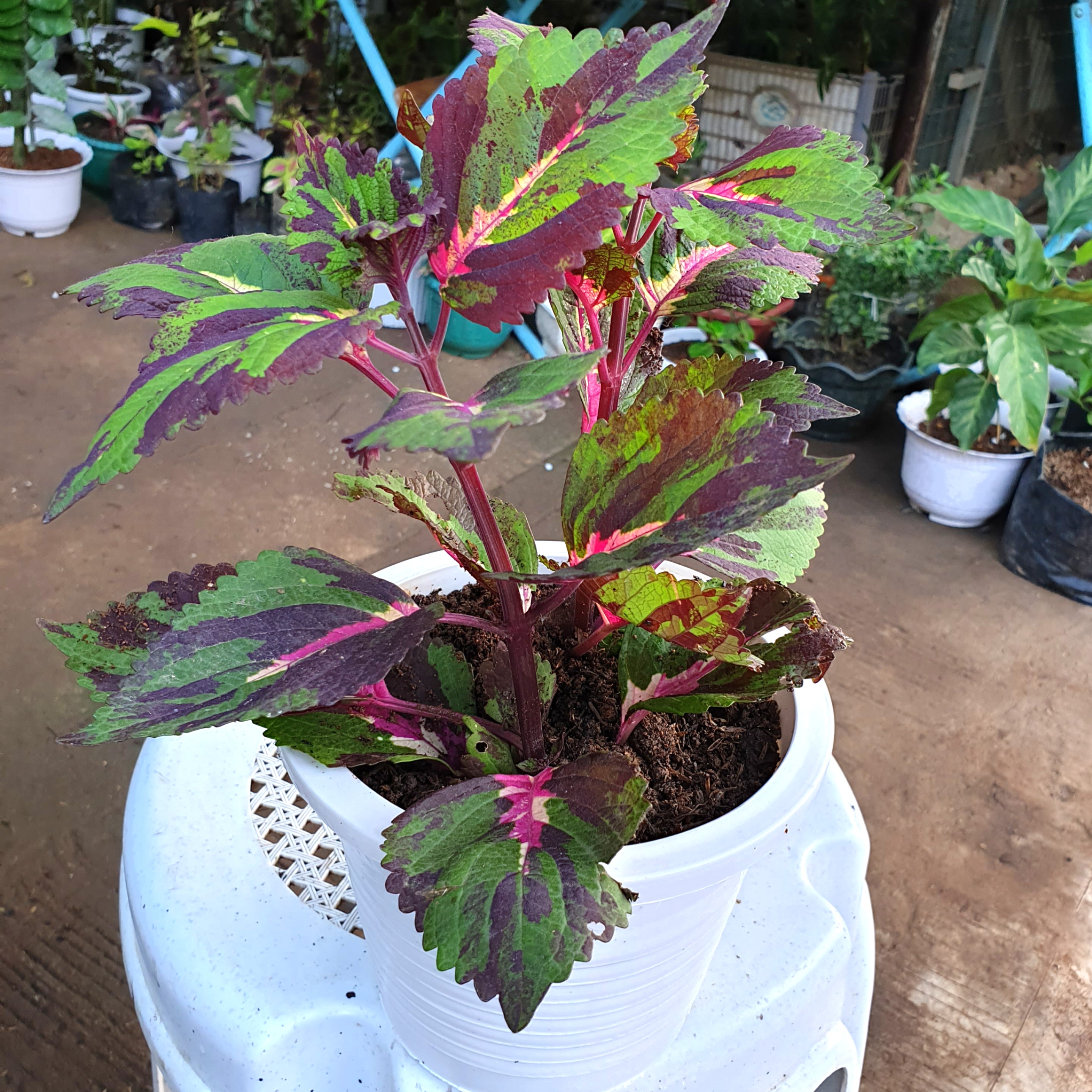 Rare Mayana Plant (Camouflage variety) large w/ pot, Furniture & Home ...