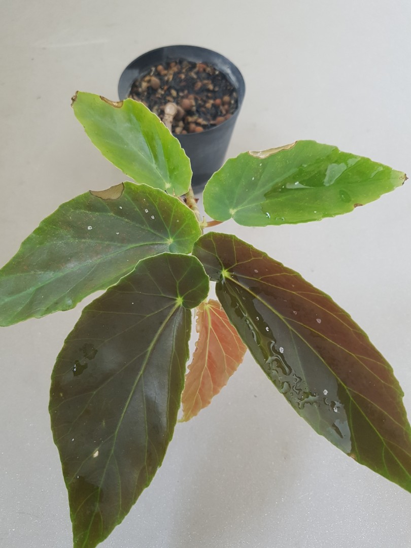 NOID begonia, Gardening, Plants on Carousell