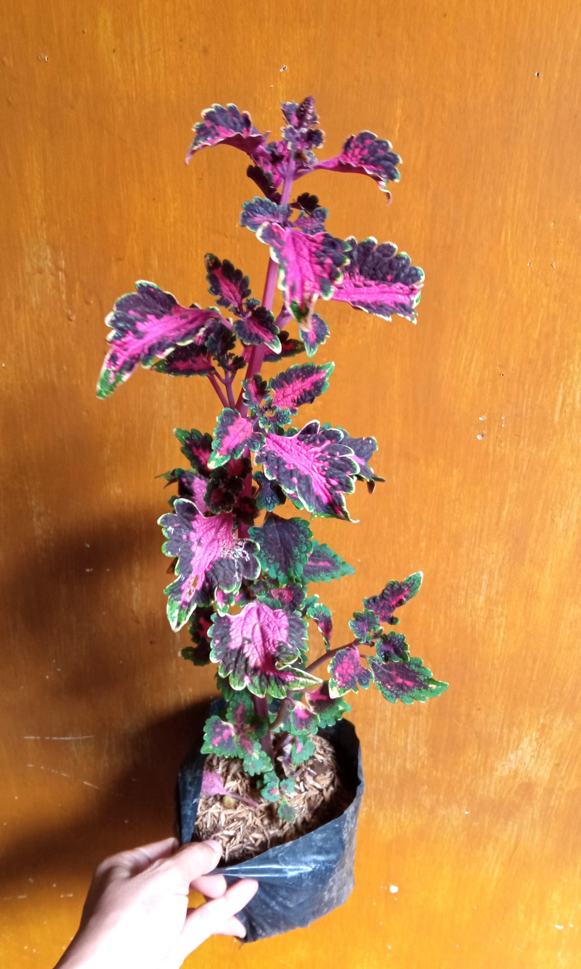 Mayana plant varieties (coleus), Furniture & Home Living, Gardening ...