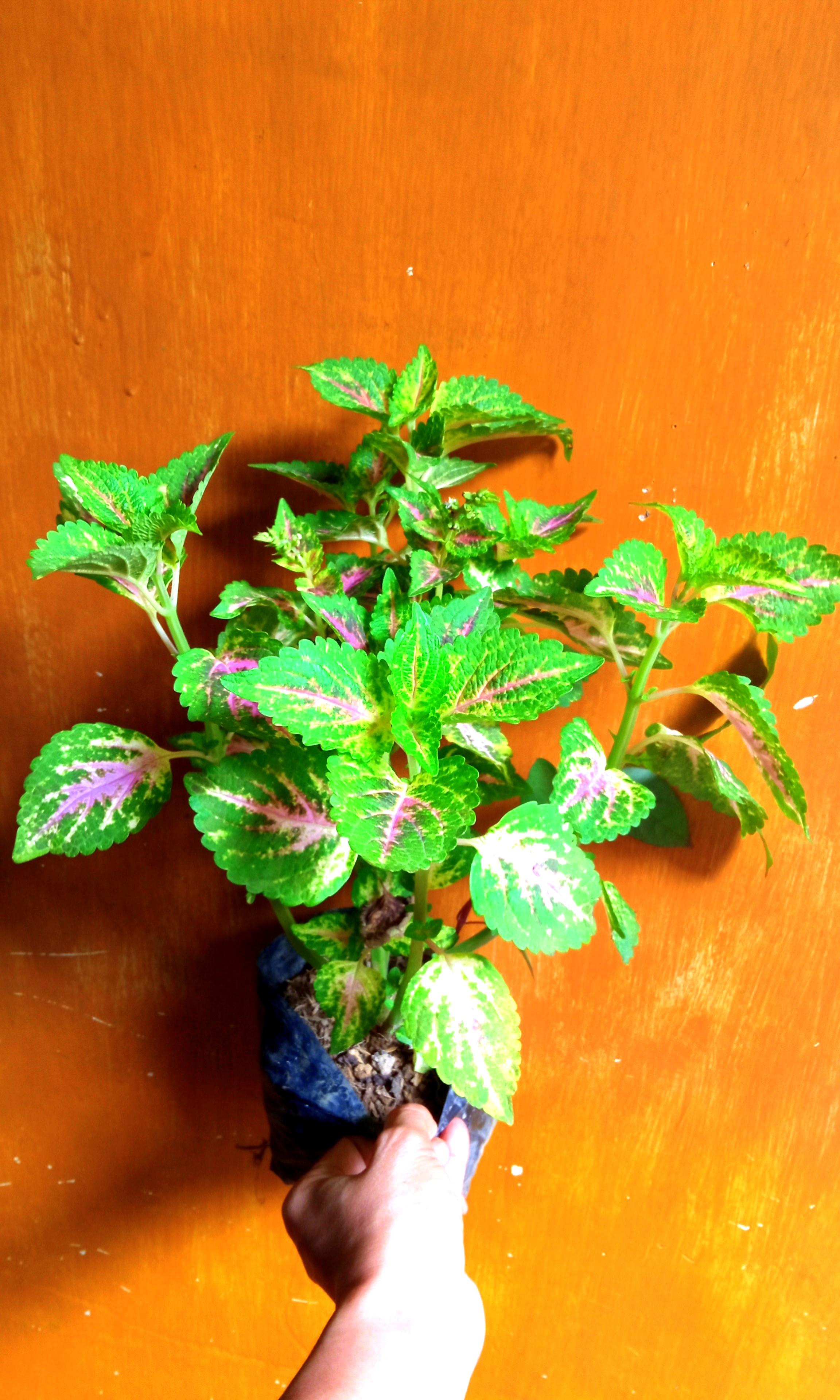 Mayana plant varieties (coleus), Furniture & Home Living, Gardening ...