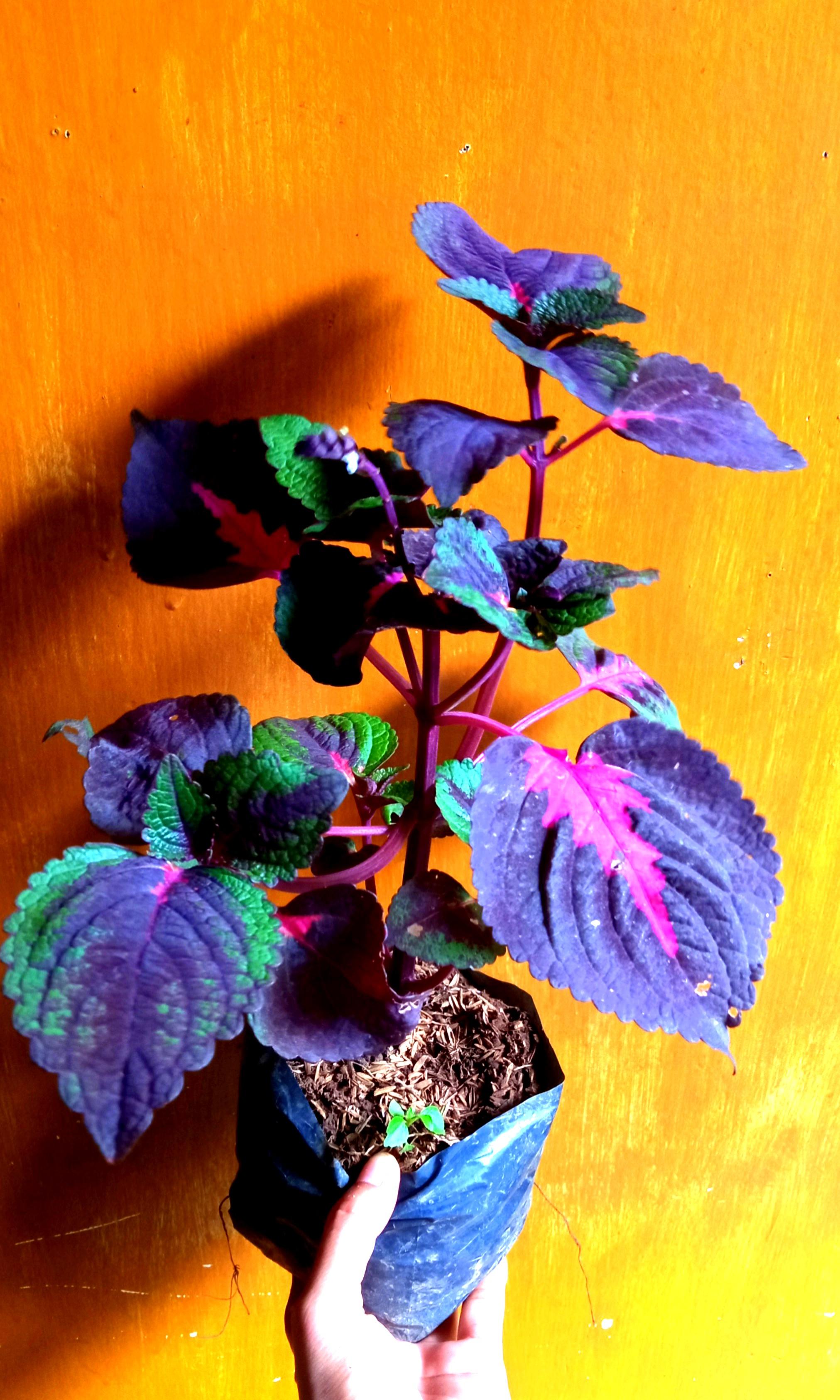 Mayana plant varieties (coleus), Furniture & Home Living, Gardening ...