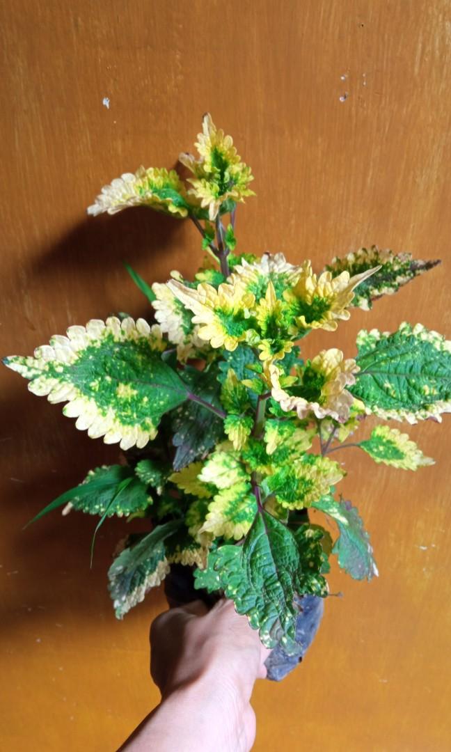 Mayana plant varieties (coleus), Furniture & Home Living, Gardening ...