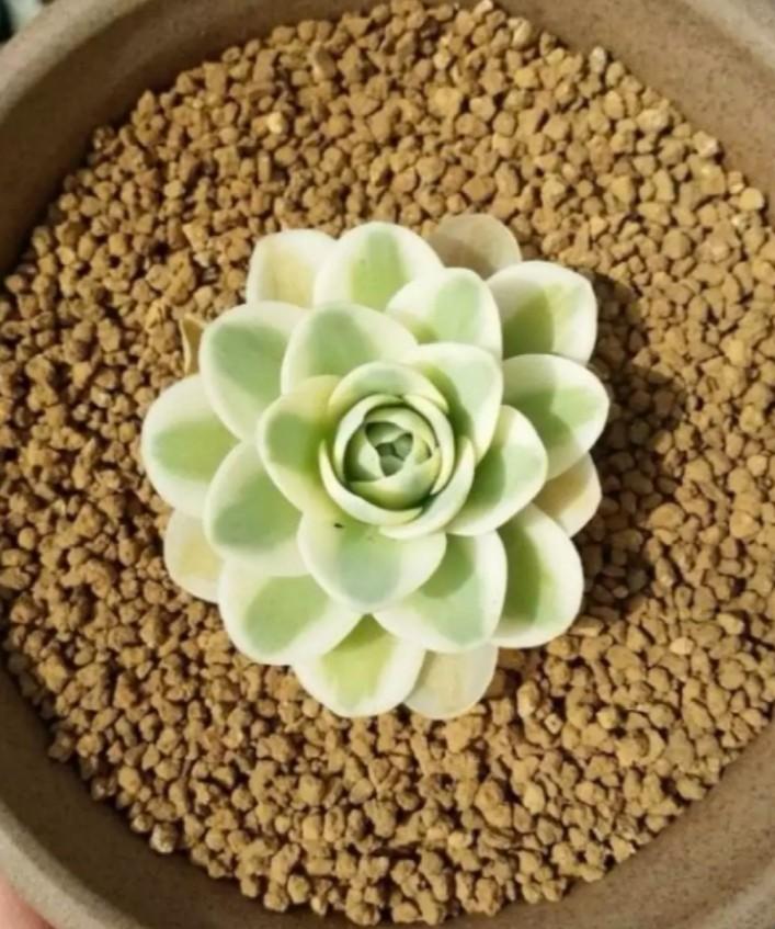 Potting soil/Rainbow Stones/Rocks/Soil and Lecca Clay Balls for ...