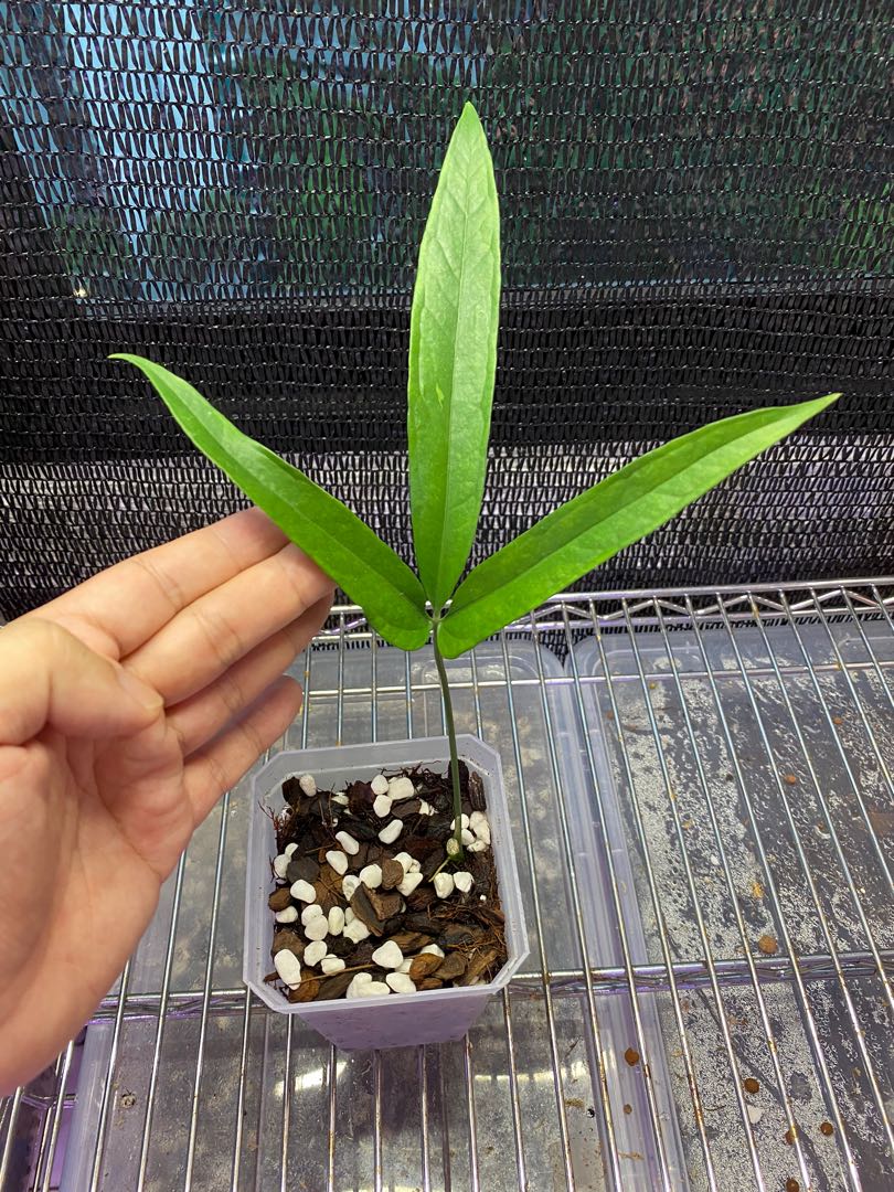 Anthurium polydactylum, Furniture & Home Living, Gardening, Plants ...