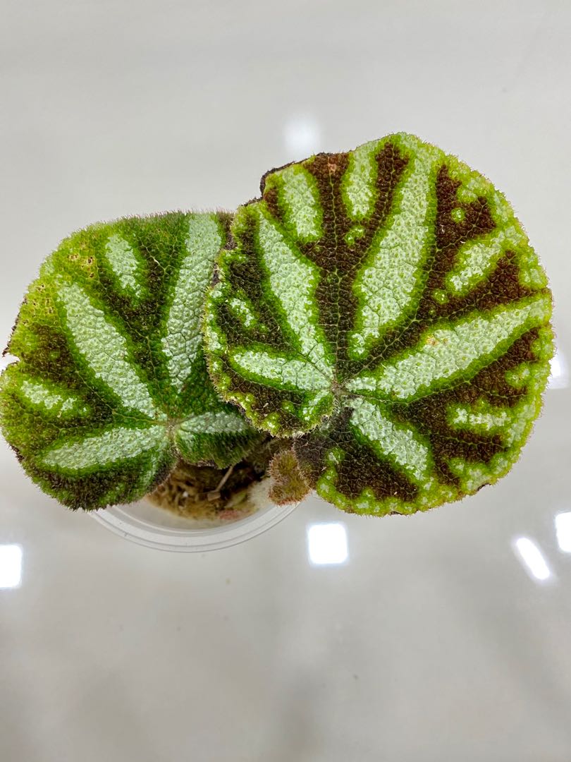 Begonia Kui (Vietnam) - Pot B, Furniture & Home Living, Gardening ...