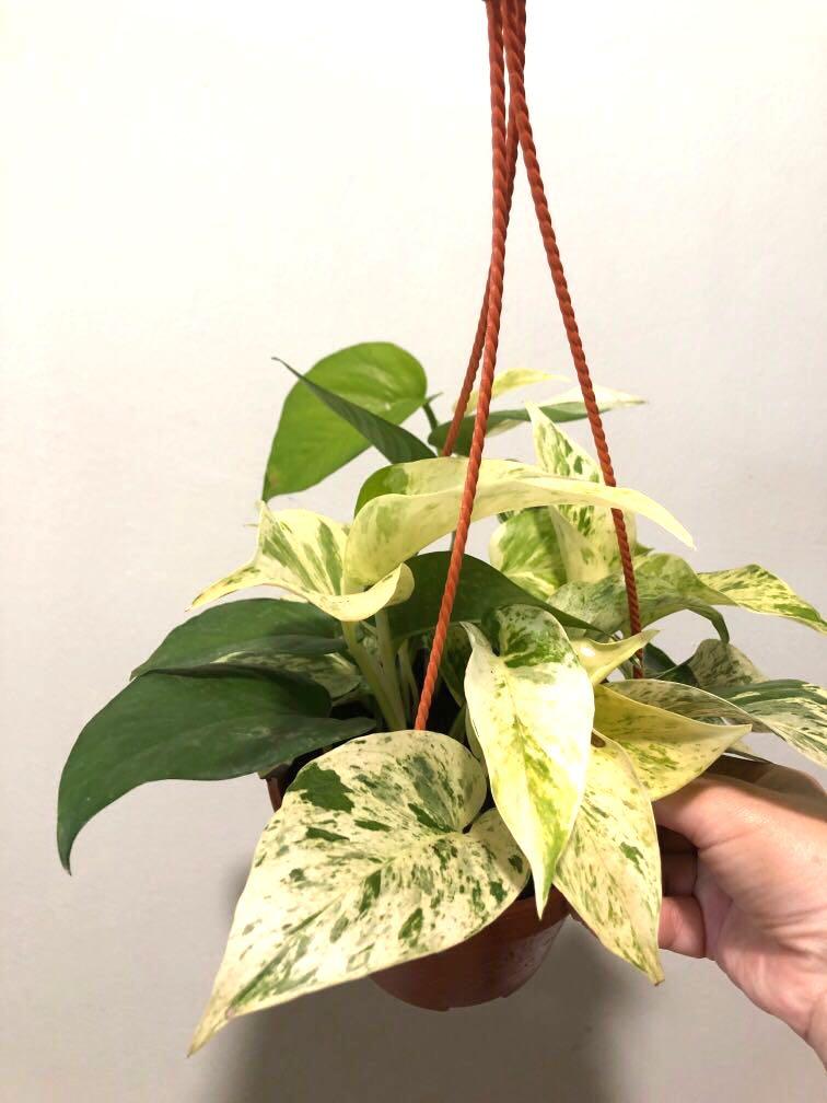 Half Moon Marble Queen Pothos, Furniture & Home Living, Home Decor ...