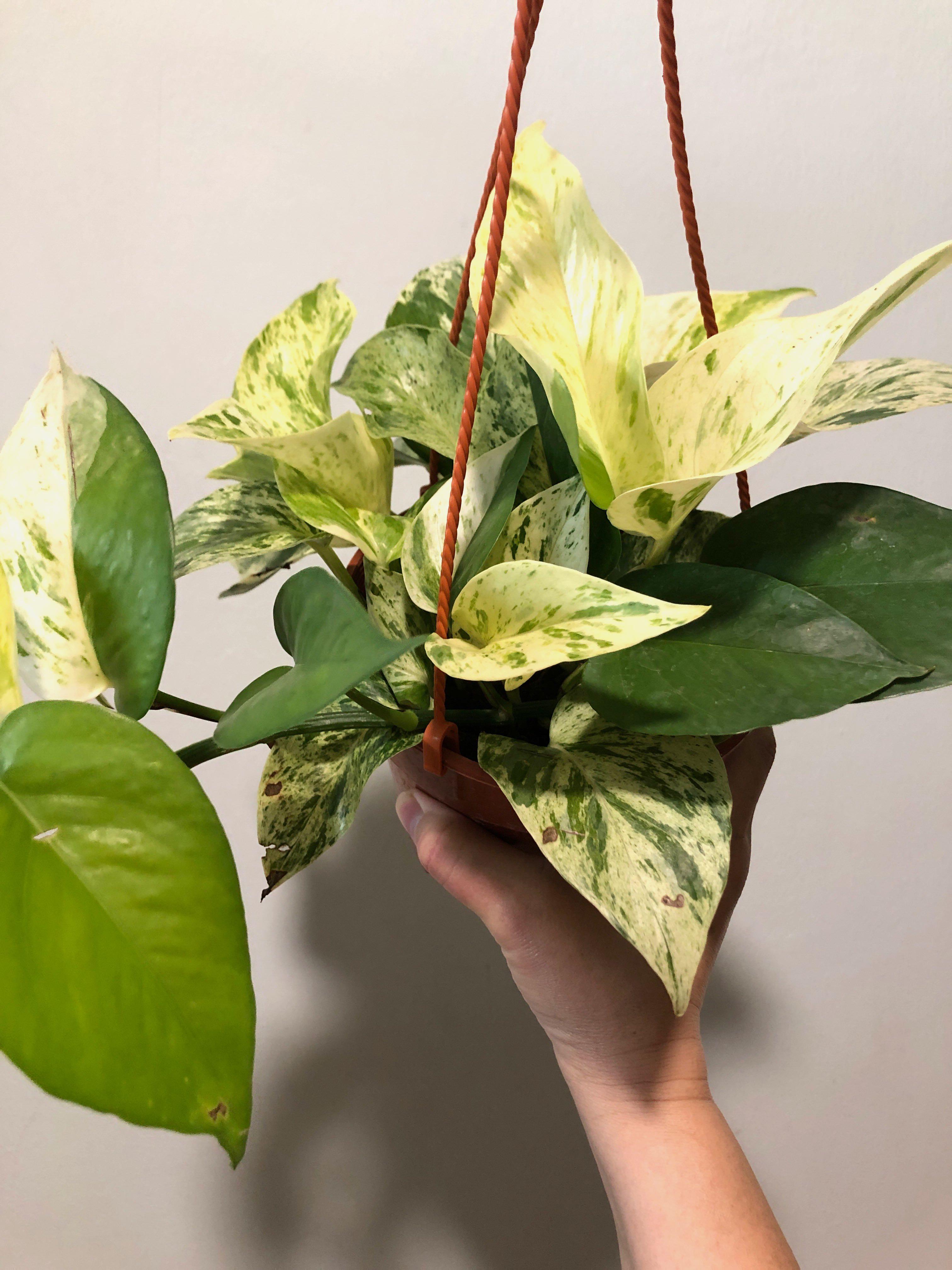 Half Moon Marble Queen Pothos, Furniture & Home Living, Home Decor ...