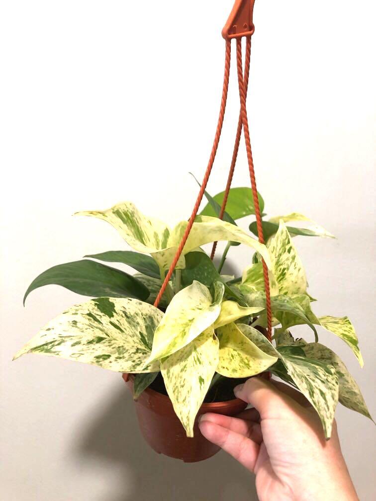 Half Moon Marble Queen Pothos, Furniture & Home Living, Home Decor ...