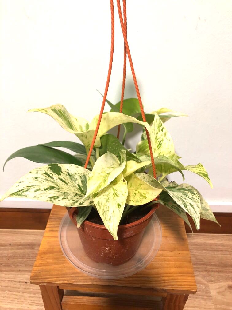 Half Moon Marble Queen Pothos, Furniture & Home Living, Home Decor ...