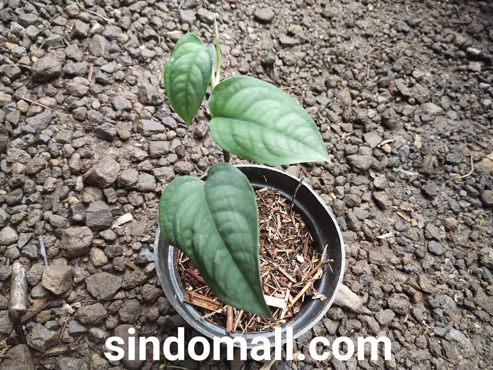 Scindapsus Lucens R030421-18, Gardening, Plants on Carousell