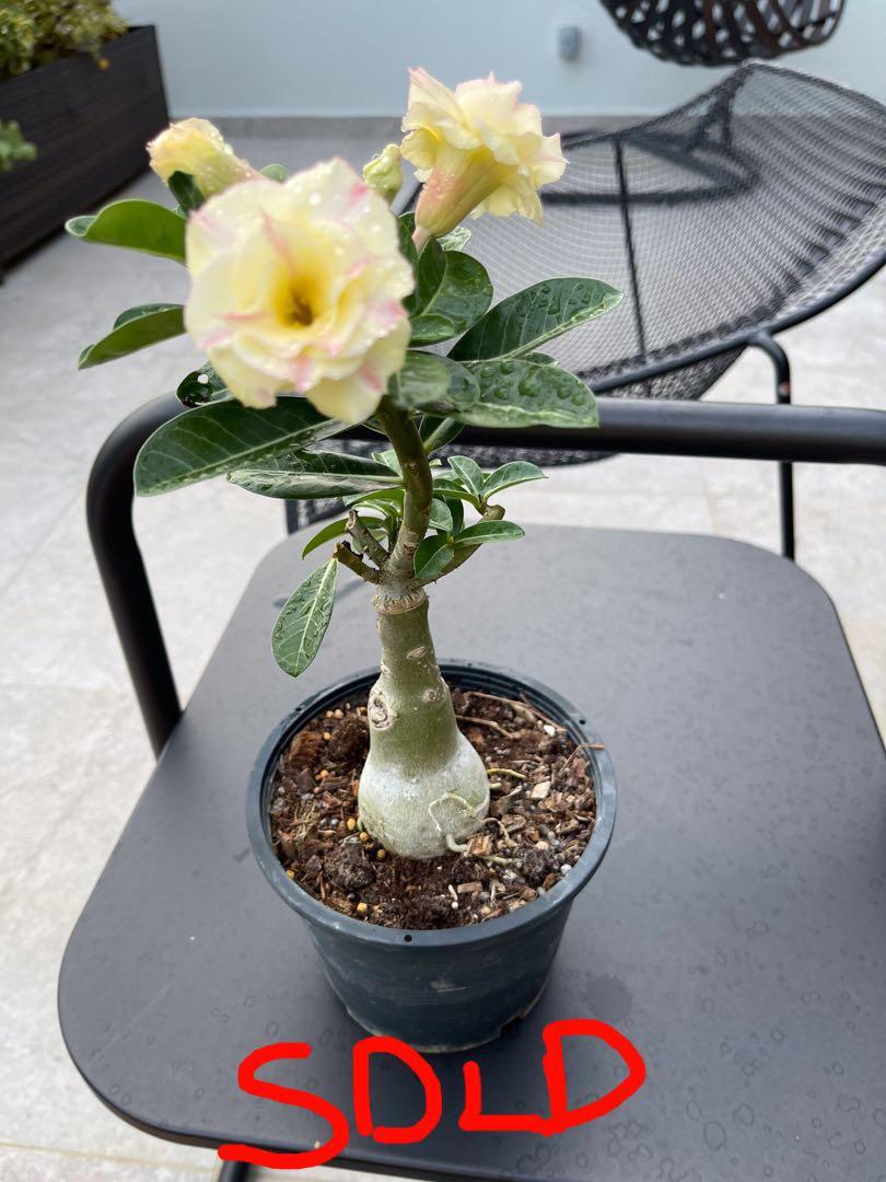 Adenium ( desert rose ) Fu Gui Hua plant, Furniture & Home Living ...