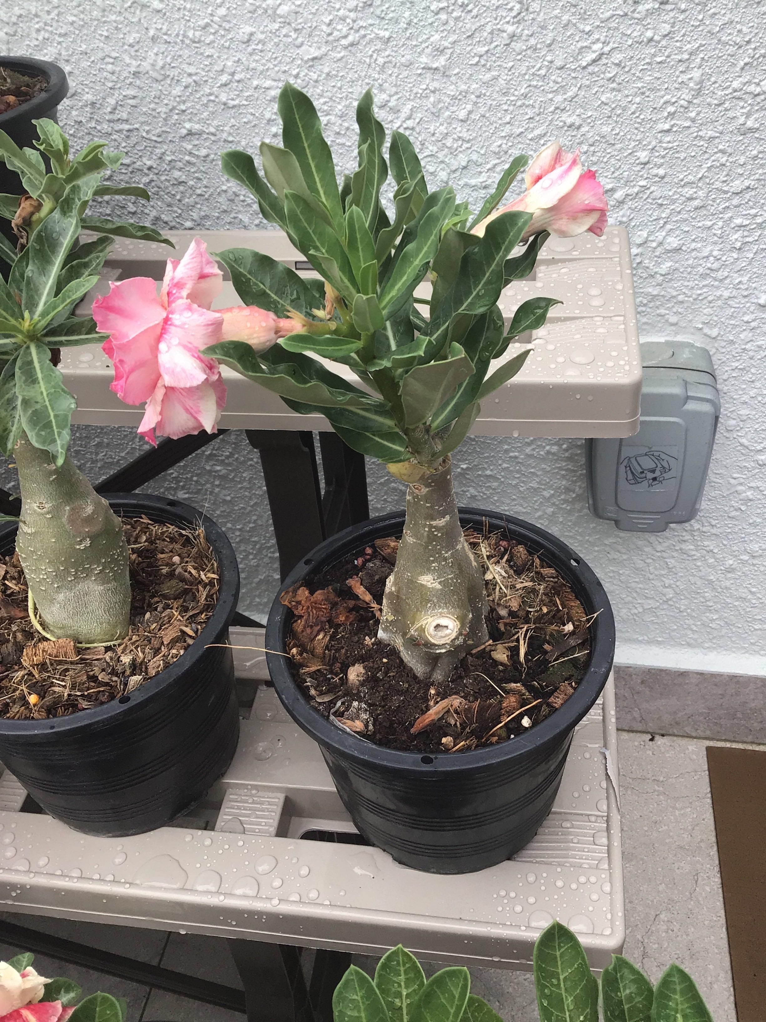 Adenium ( desert rose ) Fu Gui Hua plant, Furniture & Home Living ...