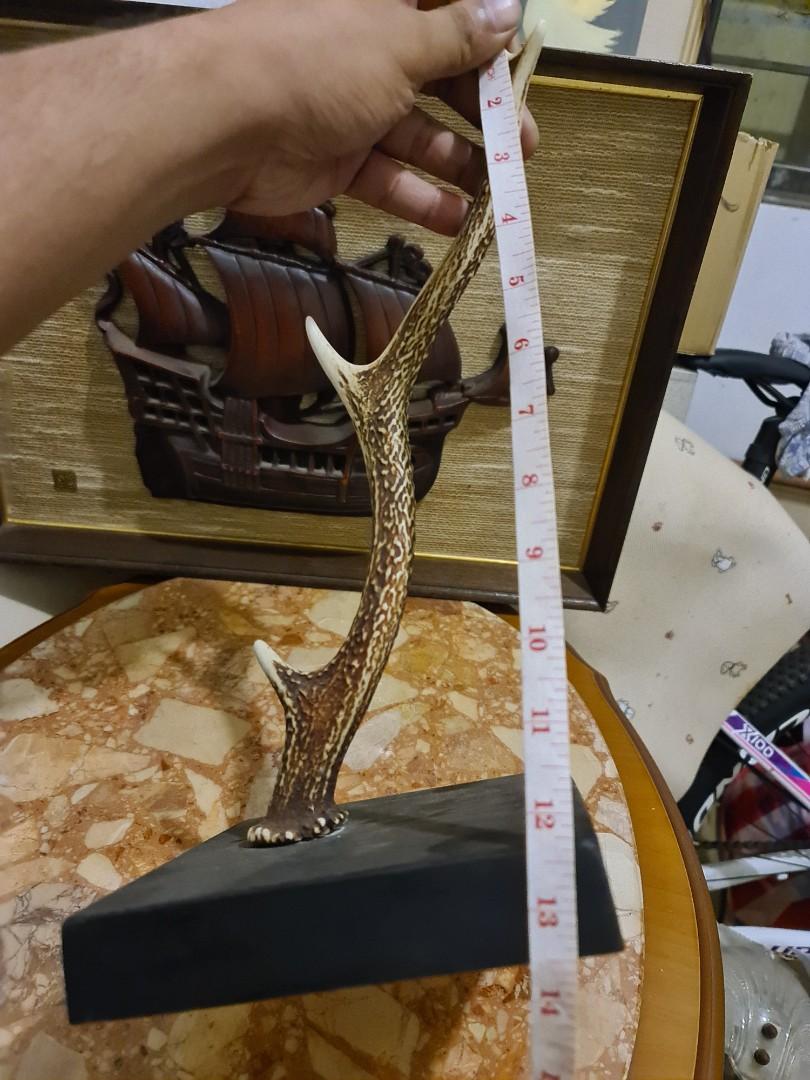 Antique Reindeer horn display, Furniture & Home Living, Home Decor ...