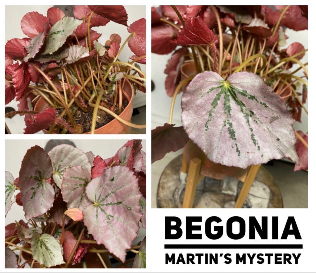 Begonia Martin's Mystery (B02), Furniture & Home Living, Gardening ...