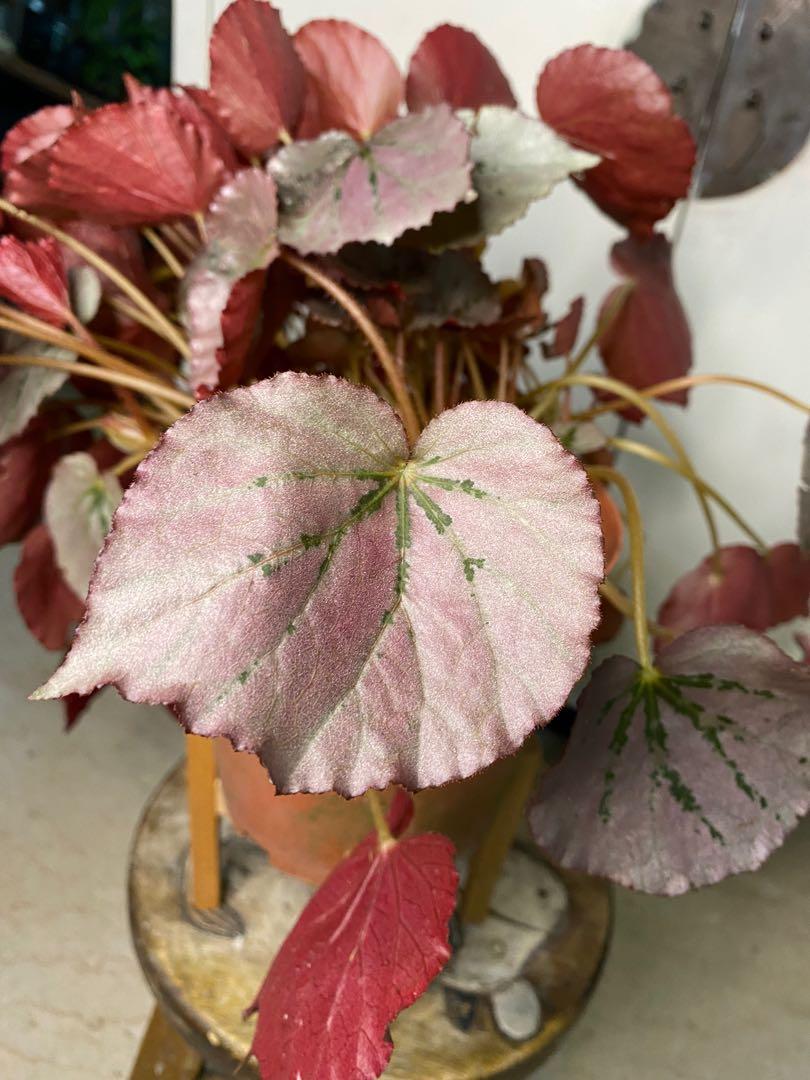 Begonia Martin's Mystery (B02), Furniture & Home Living, Gardening ...