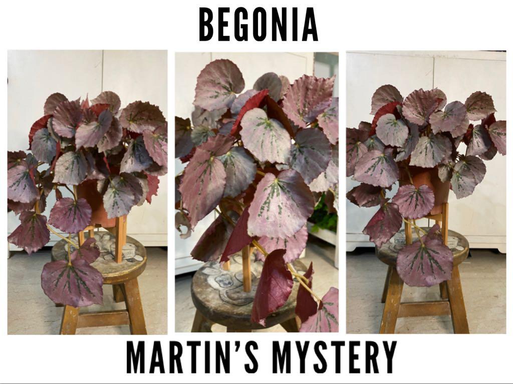 Begonia Martin's Mystery (B02), Furniture & Home Living, Gardening ...