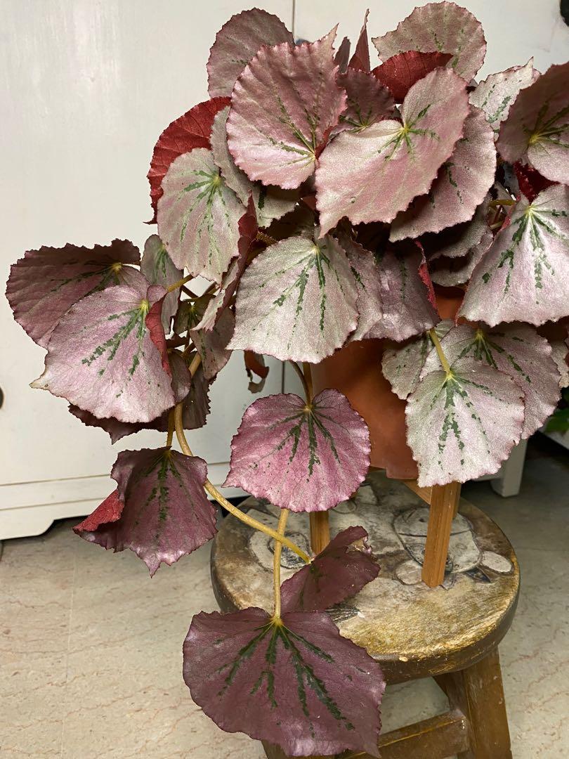 Begonia Martin's Mystery (B02), Furniture & Home Living, Gardening ...