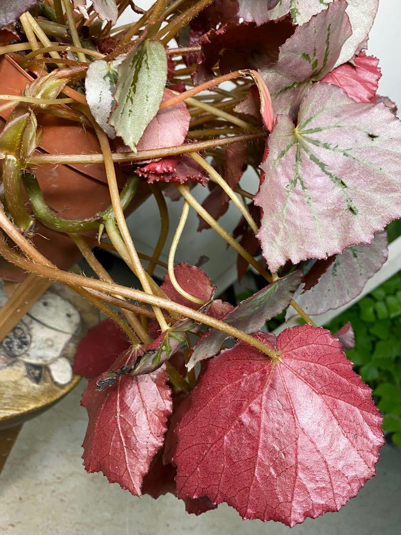 Begonia Martin's Mystery (B02), Furniture & Home Living, Gardening ...