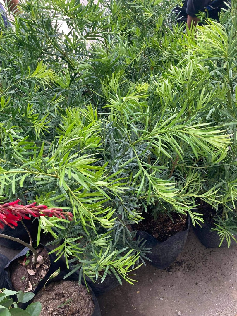 Makki 4ft, Furniture & Home Living, Gardening, Plants & Seeds on Carousell