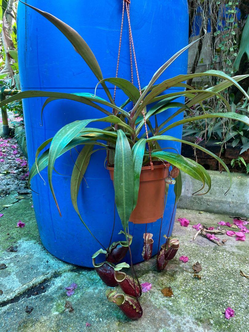 Nepenthes suki pitcher plant money cup, Furniture & Home Living ...