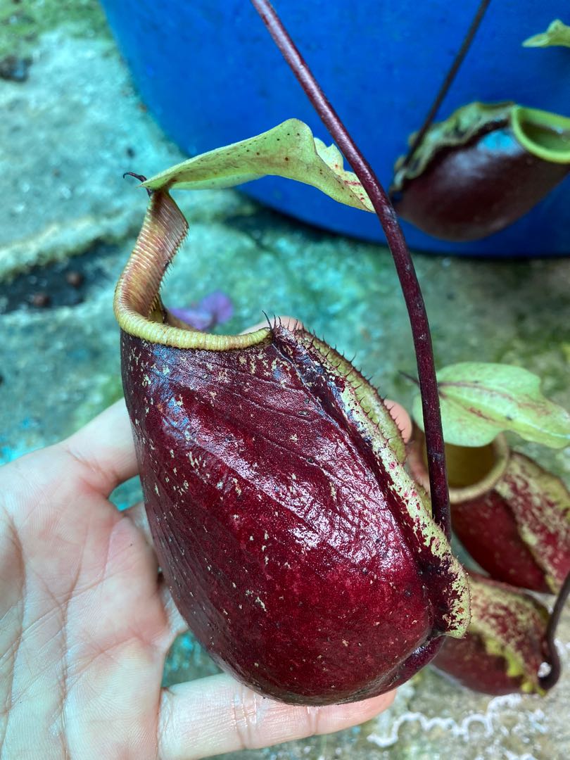 Nepenthes suki pitcher plant money cup, Furniture & Home Living ...