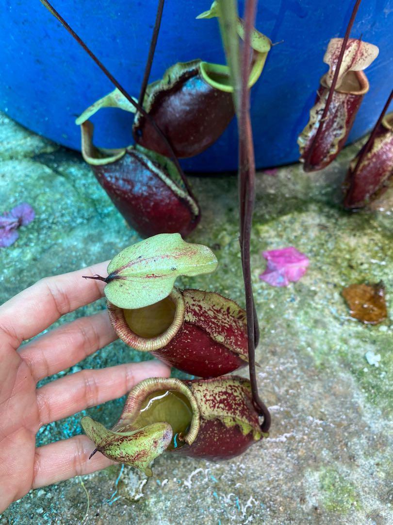 Nepenthes suki pitcher plant money cup, Furniture & Home Living ...