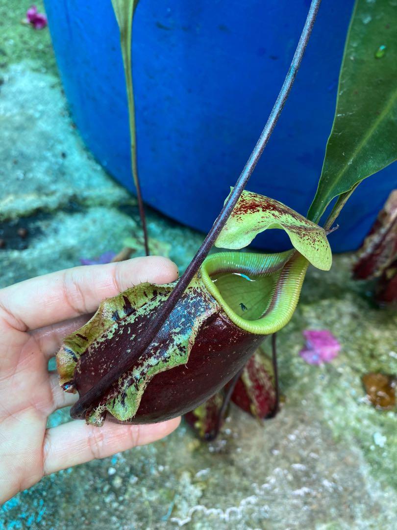 Nepenthes suki pitcher plant money cup, Furniture & Home Living ...