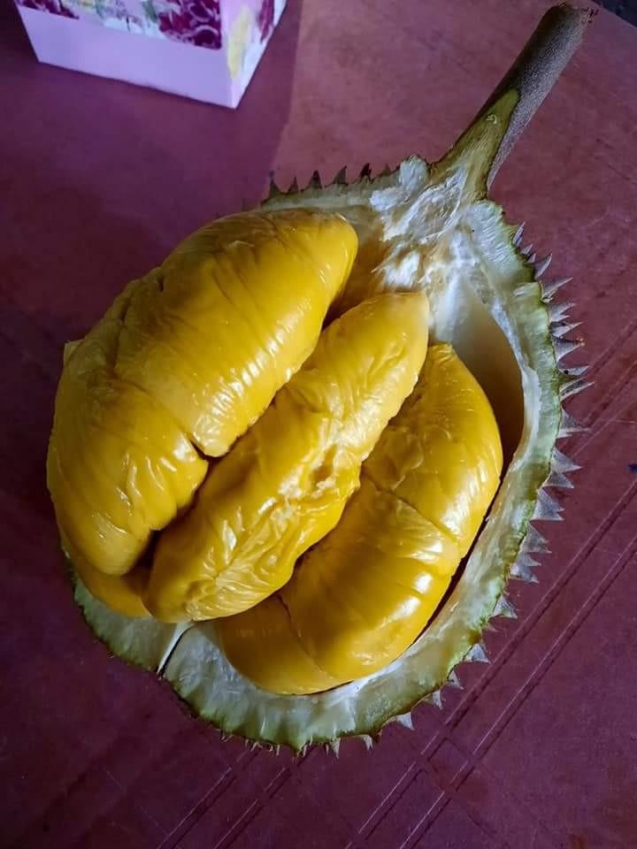 Durian pahang raub black gold, Food & Drinks, Local Eats on Carousell