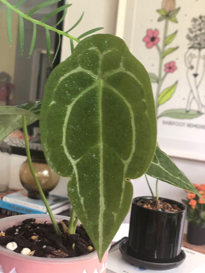 Ecuador Anthurium Forgetii x Crystallinum Silver?, Furniture & Home ...