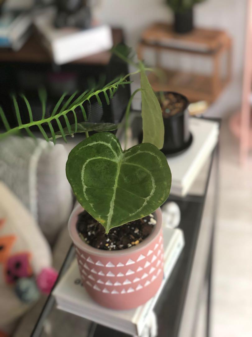 Ecuador Anthurium Forgetii x Crystallinum Silver?, Furniture & Home ...