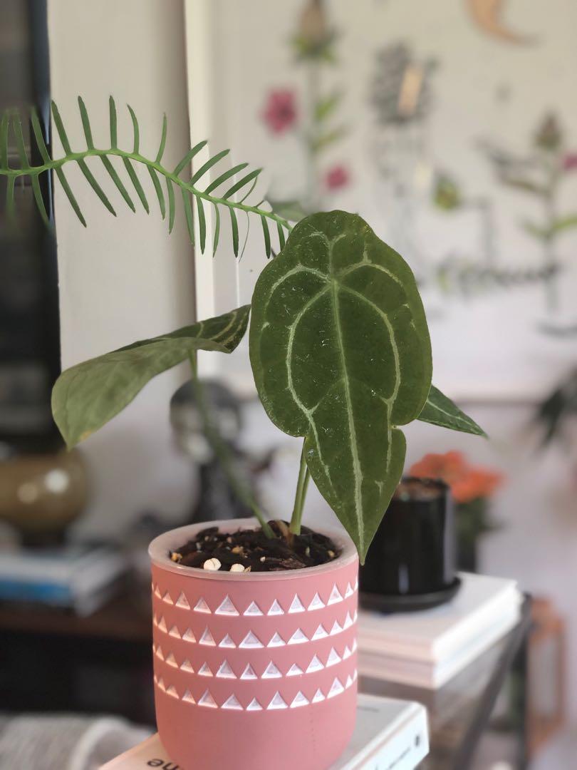Ecuador Anthurium Forgetii x Crystallinum Silver?, Furniture & Home ...
