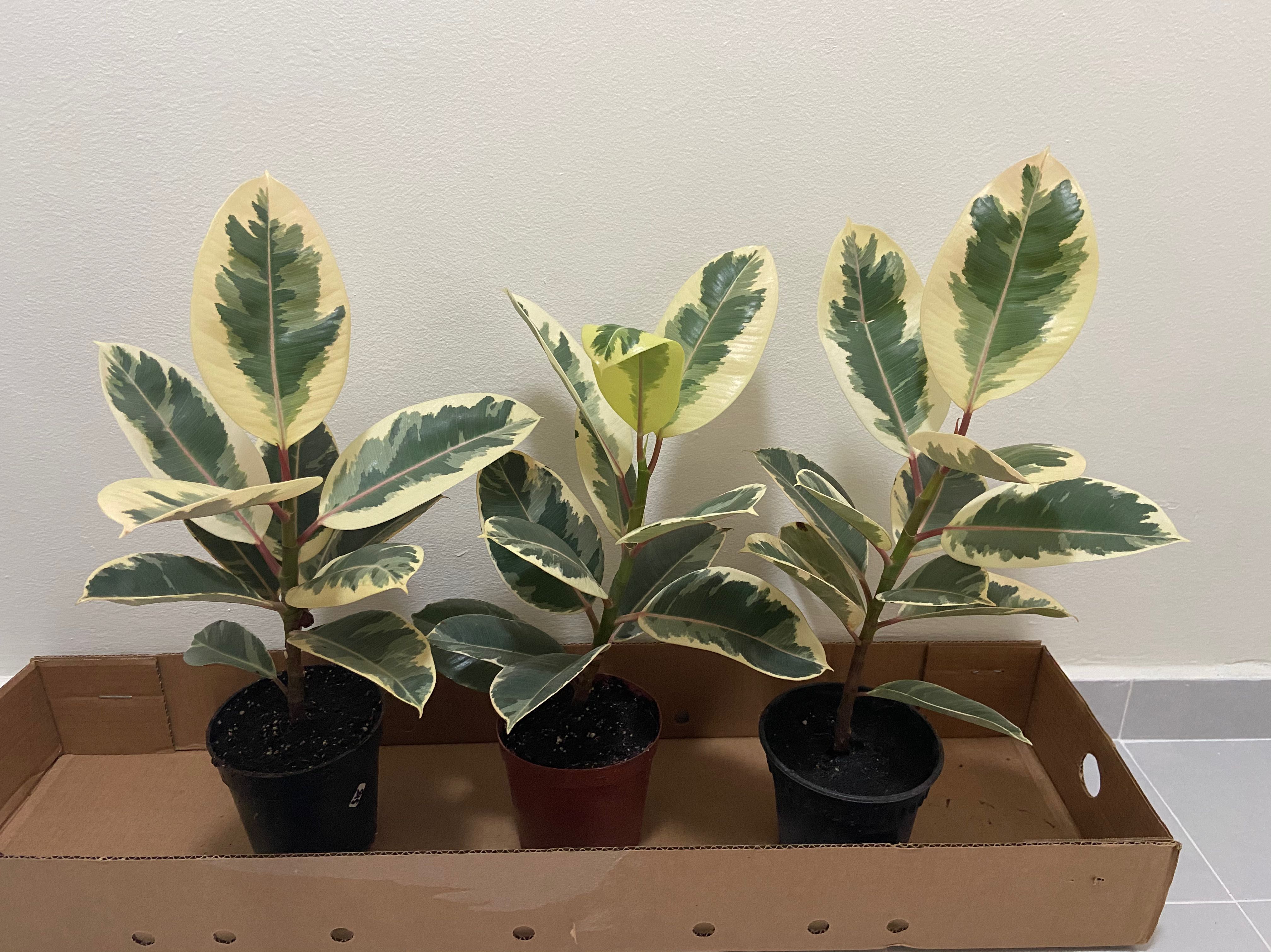 Ficus elastica variegated (rubber plant), Furniture & Home Living ...