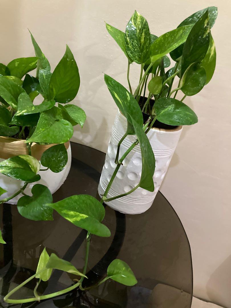 Golden pothos in mini cylinder clay pot - Pasig, Furniture & Home ...