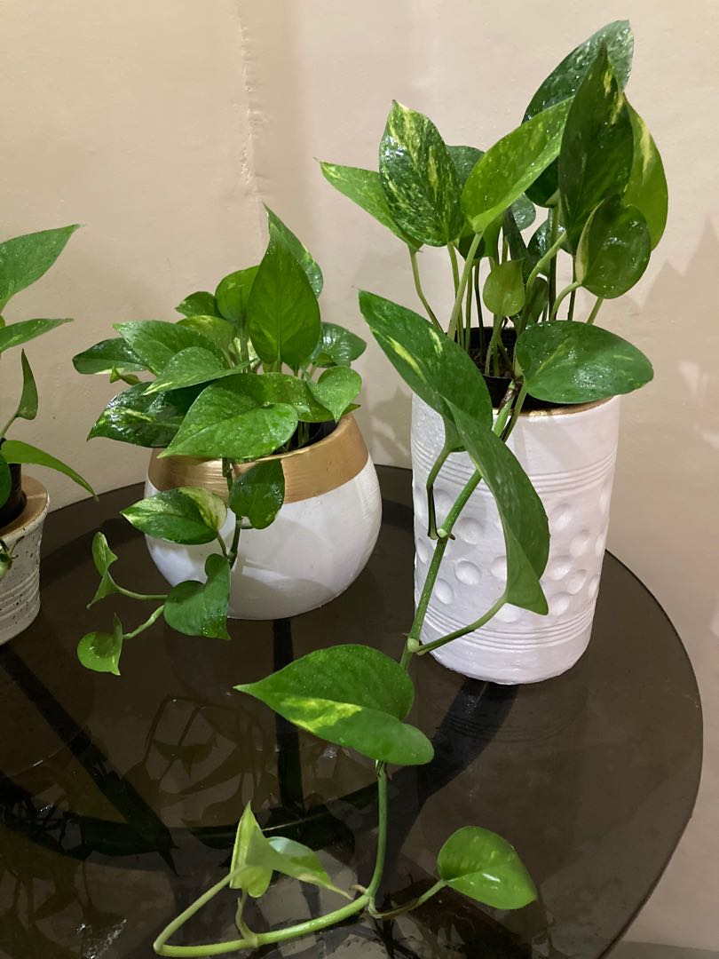 Golden pothos in mini cylinder clay pot - Pasig, Furniture & Home ...